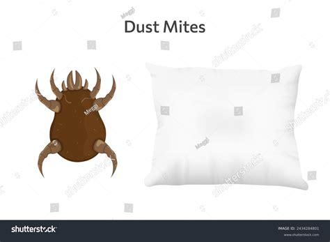 Microscopic Mites Over 252 Royalty Free Licensable Stock Illustrations