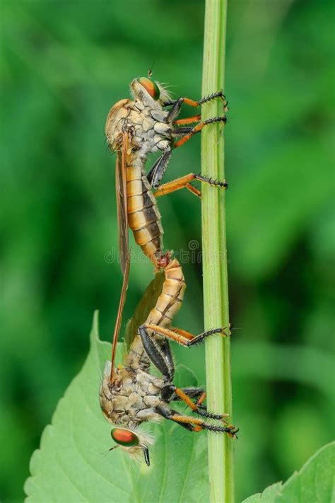 Predatory Insects Aka Robberflies Are Perched On Grass Stalks While