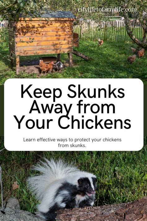 Keep Skunks Away From Your Chickenx Backyard Chicken Farming Raising Backyard Chickens Cute
