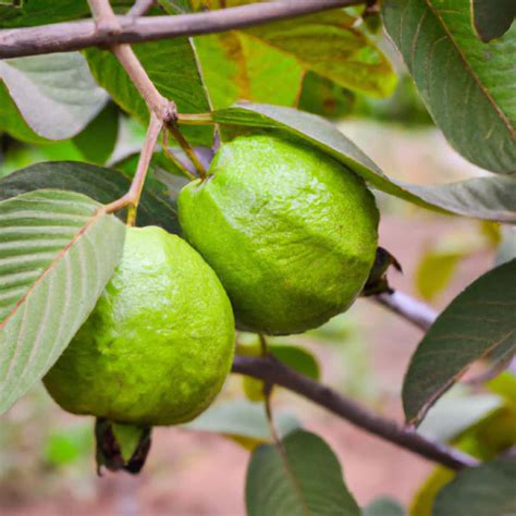 Unlocking The Benefits Of Guava Intercropping For Doubling Farmers