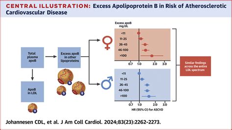 Excess Apolipoprotein B And Cardiovascular Risk In Women And Men Jacc