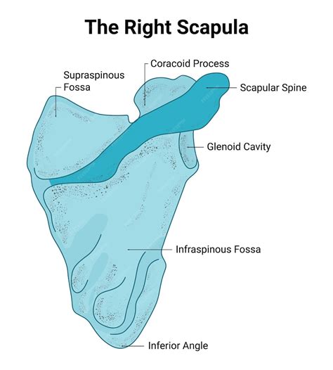 Premium Vector The Right Scapula Supraspinous Fossa Coracoid Process Scapular Spine
