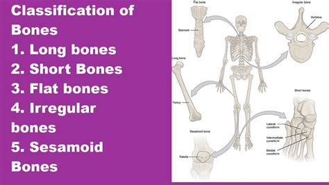 Classification Of Bones Skeletal System