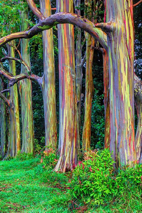 11 Most Amazing Trees To Put On Your Bucket List