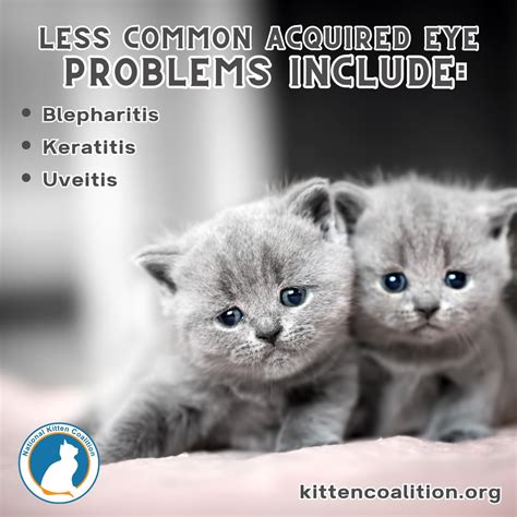 Common Eye Problems In Kittens National Kitten Coalition