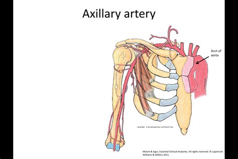 Axillary Artery Pt 2 Diagram Quizlet