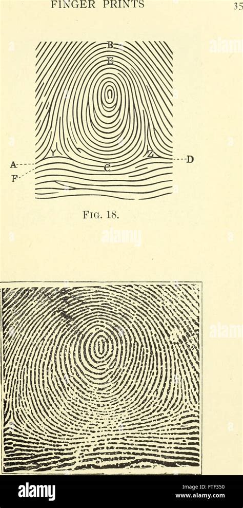 Classification And Uses Of Finger Prints 1905 Discusses The