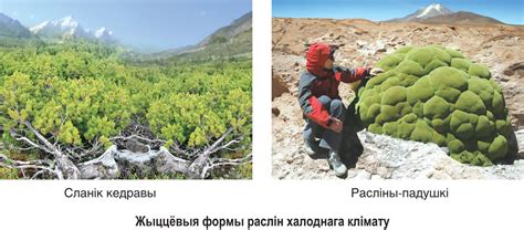 6—1 Адаптацыі раслін да розных тэмпературных умоў асяроддзя