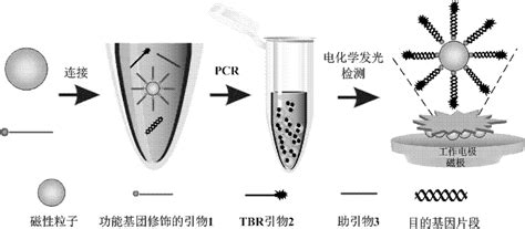 Method For Detecting Food Pathogen By Electrochemical Luminescence Gene Sensor On Basis Of