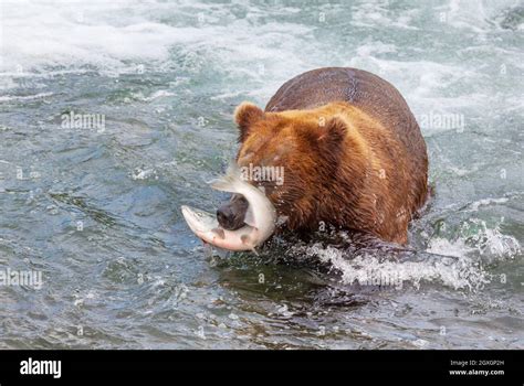 Katmai National Park Wildlife Photography Usa National Parks
