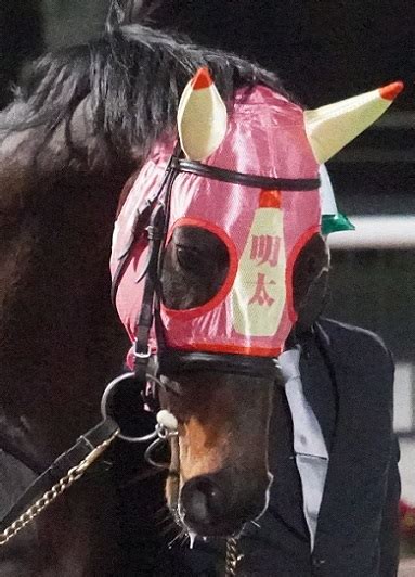 馬たちの近況・予定 パート1 南関魂 高橋華代子の南関東競馬ブログ