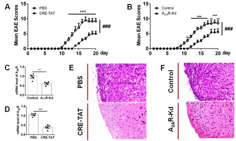 Targeted Knockdown Of Genes In The Choroid Plexus