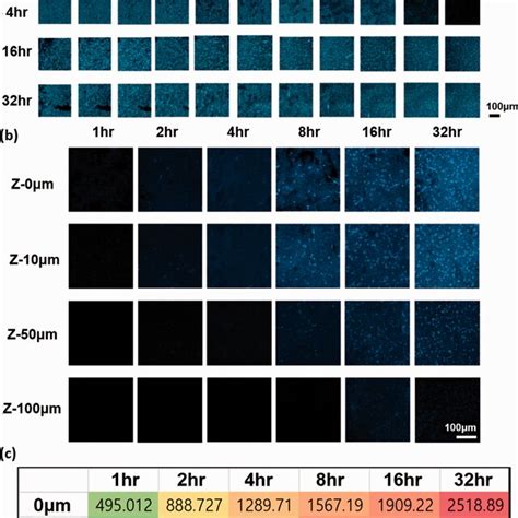 Penetration Depth Of 4′ 6 Diamidino 2 Phenylindole Dapi Staining In