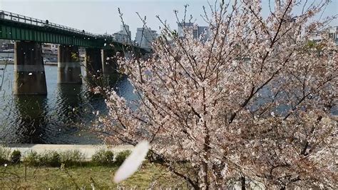 바람에 흩날리는 벚꽃 풍경18초 Youtube