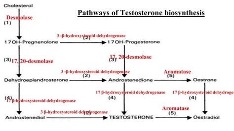 Endocrine Functions Of The Testes Pptx Hormonal Disorders Endocrine And Metabolic Diseases