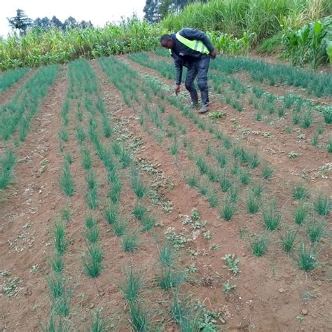 Eric Njogu On Linkedin Ukulimananjogu