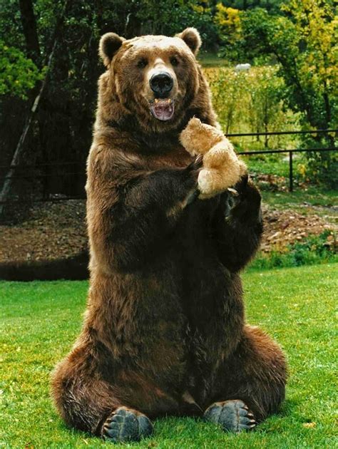 Bart The Bear — May Your Weekend Be As Happy As Bart Is In This Bart The Bear Bear