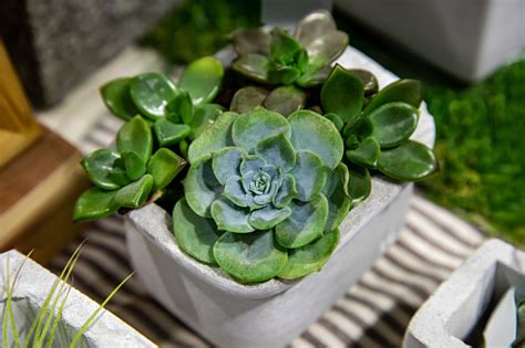 야외 냄비에 선인장과 즙이 많은 식물의 컬렉션 화분 선인장 집 식물 0명에 대한 스톡 사진 및 기타 이미지 0명 가시 꽃 식물 Istock