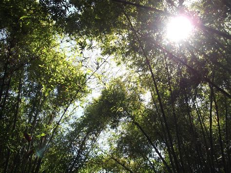 무료 이미지 숲 분기 실루엣 하늘 태양 햇빛 잎 꽃 녹색 밀림 가을 식물학 열대 우림 모로코 4 월 삼림지 서식지 대나무 포화 뒷등