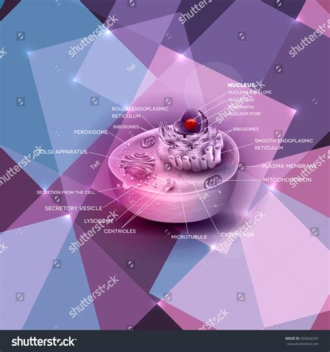 Cell Structure Cross Section Detailed Colorful Stock Vector Royalty