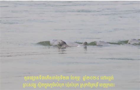 អបអរសារទរ កូនផ្សោតកើតថ្មីមួយទៀតហើយ នៅអន្លង់កាំពី ខេត្តក្រចេះ Khmerload Cambodia Latest News