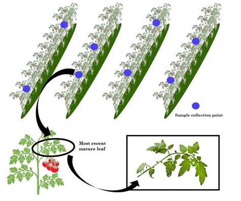 Plant Sap Analysis Complete Guide For Modern Growers