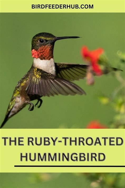 The Ruby Throated Hummingbird With Pictures Of Male And Female