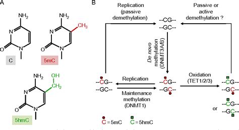 Figure 21 From Functions Of Dna Methylation And Hydroxymethylation In