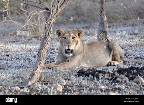 Asiatic Lion In Natural Habitat Asiatic Lion Sub Adults Gir National