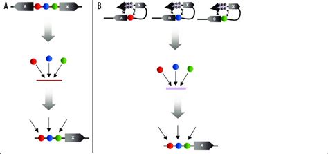 The Inferred Number Of Bound Dna Binding Transcription Factors To