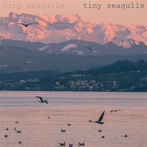 Tiny Seagulls Sliver Lyrics Plyric