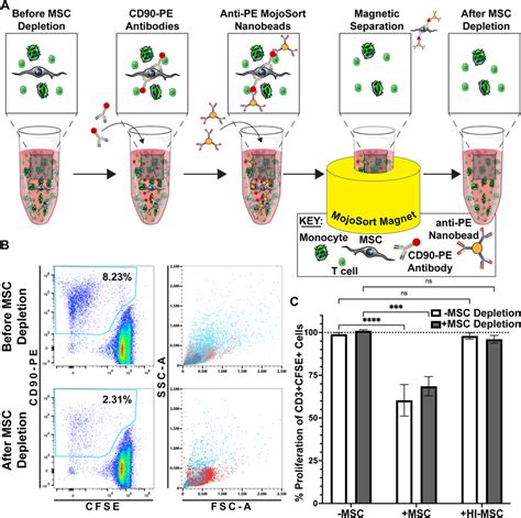 Human T Cell Proliferation Is Suppressed By Msc Licensed Monocytes Even Download Scientific