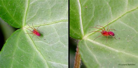 Ragni Appartenenti Alle Famiglie Agelenidae Dictynidae Dysderidae