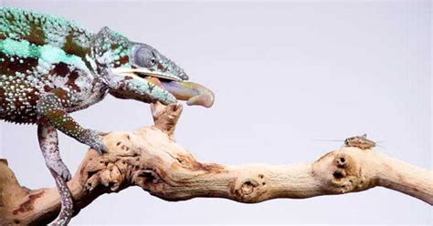 Сверчки сверчек банановый цвіркуни цвіркун банановий 2 грн Інші тварини Київ на Olx