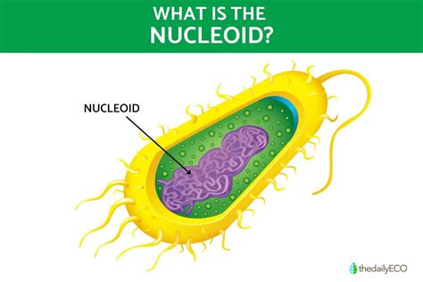 Nucleoid Structure Function And Role In Bacteria