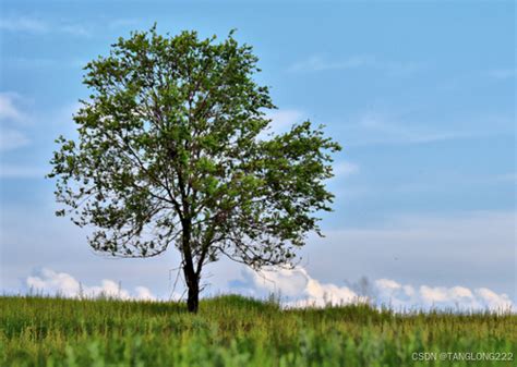 【初阶数据结构和算法】初识树与二叉树的概念以及堆和完全二叉树之间的关系 Csdn博客 【初阶数据结构和算法】初识树与二叉树的概念以及堆和完全二叉树之间的关系 Csdn博客