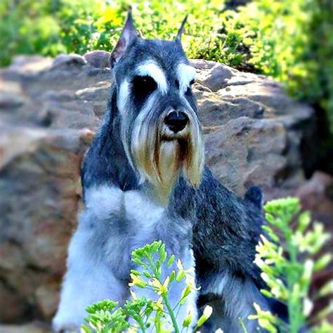 A Beautifully Groomed Miniature Schnauzer Schnauzer Dogs Schnauzer