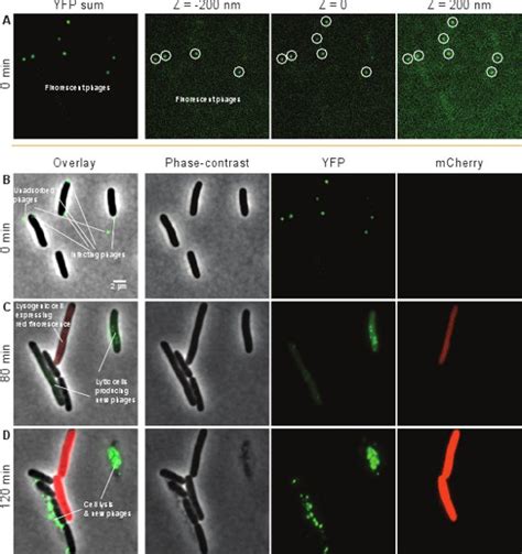Following Cell Fate In E Coli After Infection By Phage Lambda
