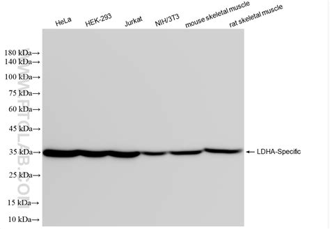 Ldha Specific Antibody 84198 3 Rr Proteintech 武汉三鹰生物技术有限公司