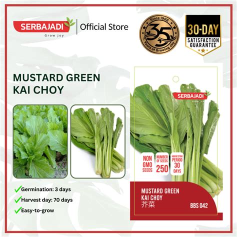 Serbajadi Vegetable Seed Mustard Green Kai Choy Leafy Vegetable Biji Benih Kai Choy 凯菜籽