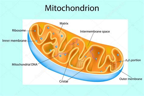 Matrix Mitochondria Re How Do Bacteria Produce Energy Without A