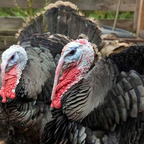 Turkey Breeds For Your Homestead