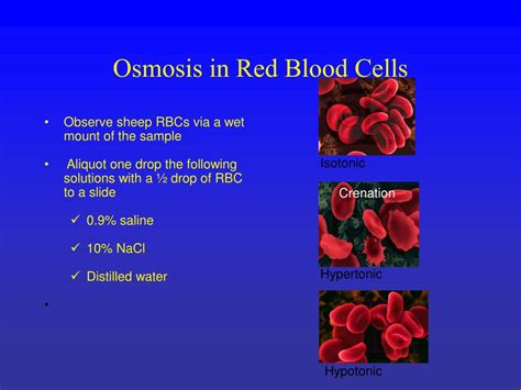 Ppt Membrane Function Structure And Transport Powerpoint Presentation Id4406178