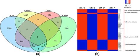 The Venn Diagram Between Transcriptome And Proteome A As Well As