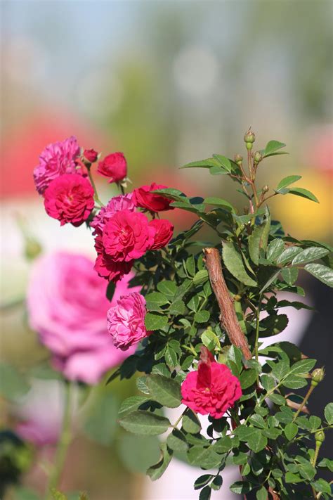 경치 계절 꽃 꽃무늬 꽃잎 나뭇잎 낭만적인 녹지 무성한 발아 봄 부드러운 분홍색 분홍색 꽃 섬세한 소프트 핑크 수직 쐈어 식물 식물군