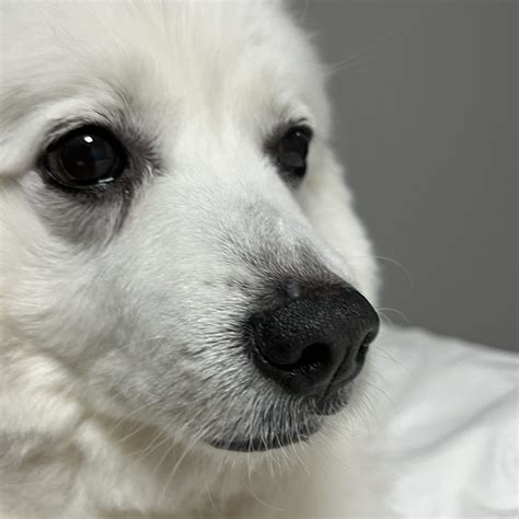 강아지 수염 역할 그리고 수염에 담긴 비밀 4가지 비마이펫 라이프