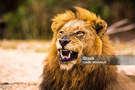 황금빛 모래로 둘러싸인 해변에서 쉬고 있는 장엄한 바바리 사자 0명에 대한 스톡 사진 및 기타 이미지 0명 금색 대형 Istock