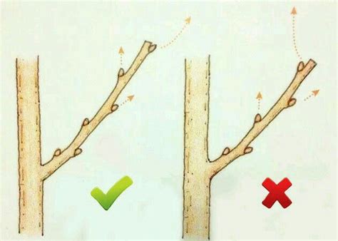 Pruning Primer Basic Steps For Pruning Trees And Shrubs Artofit
