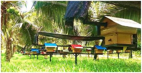 Applied Sciences Mdpi On Linkedin Highlyviewedpapers Differentialimmunostimulatory…