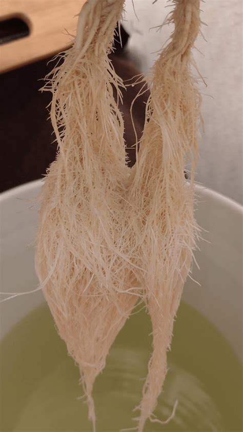 Non Recirculation System Not A True Kratky Rdwc